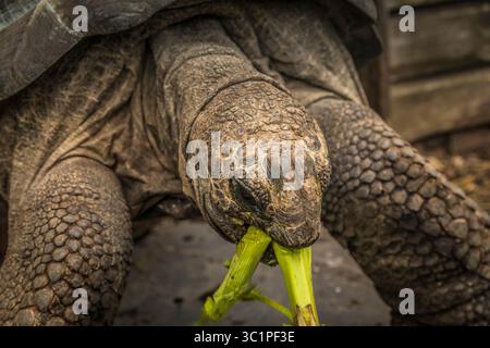 giant tortoise being offered food, showing detailed texture of its ...