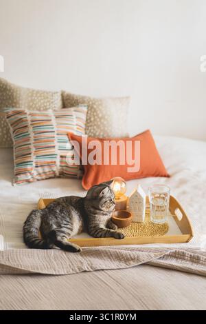 Cute red cat with book lying near window at home, closeup Stock Photo ...