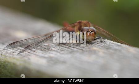 A common Darter Dragonfly at Fenor Bog in Co Waterford. Picture date ...