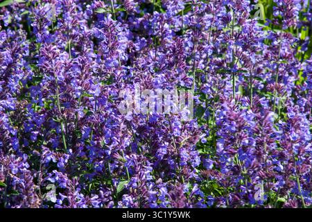 Raceme Catnip (Nepeta racemosa) in bloom Stock Photo - Alamy