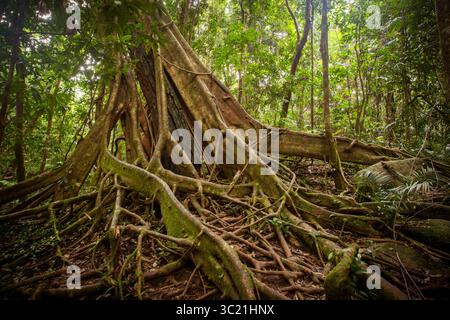 Dense rainforest in Mossman Gorge, Queensland, Australia Stock Photo ...