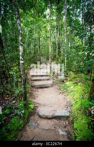 Footpath thru dense rainforest in Mossman Gorge, Queensland, Australia ...
