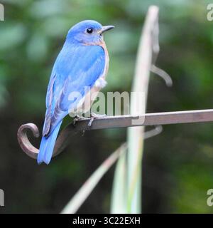 Eastern bluebird at mid-summer Stock Photo - Alamy