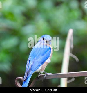 Eastern bluebird at mid-summer Stock Photo - Alamy