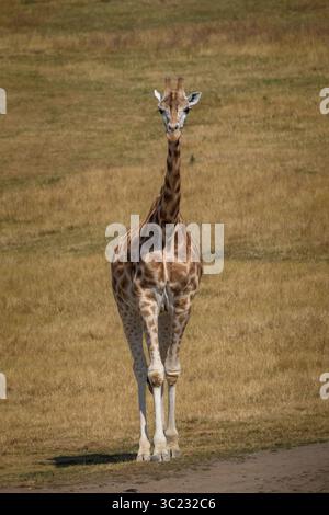 A large giraffe bull (Giraffa camelopardalis), South Africa Stock Photo ...