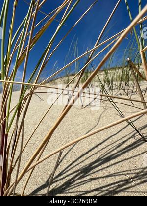 Low-angle view of sun-drenched magnolia tree leaves, capturing the ...