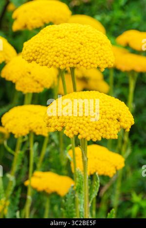 Gold Plate (Achillea filipendulina Stock Photo - Alamy