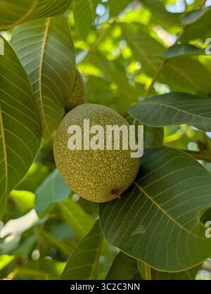 Closeup of a green walnuts growing on a tree branch with selective ...