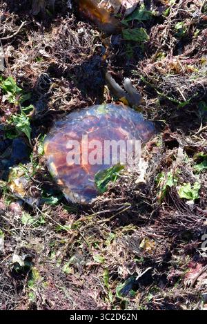 jellyfish on the sea shore at low tide Stock Photo - Alamy