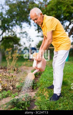 Senior man watering strawberry shrubs Stock Photo - Alamy