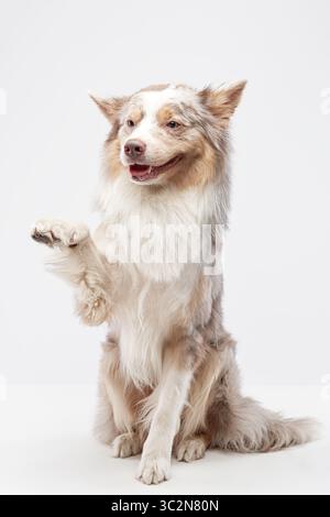 An excited Border Collie dog stands on hind legs at the beach, reaching ...