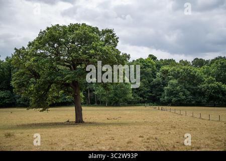 Ground-level photo of Whitewebbs Park in Enfield, North London ...