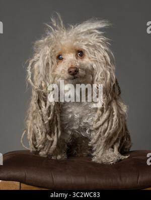 Puli, rare dog breed Stock Photo - Alamy