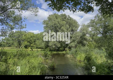 Small canal, ditch in the Tiefwerder Wiesen landscape conservation area ...
