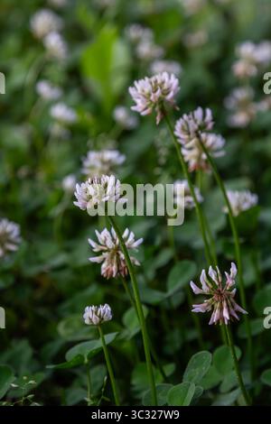 Clover flowers in the field during sunset Stock Photo - Alamy