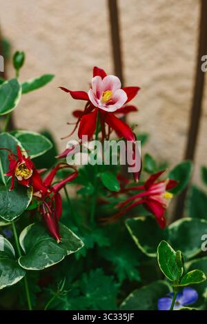 Red columbine is an herbaceous perennial native to woodland and rocky ...