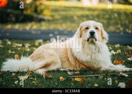 Great Pyrenees in grass Stock Photo - Alamy