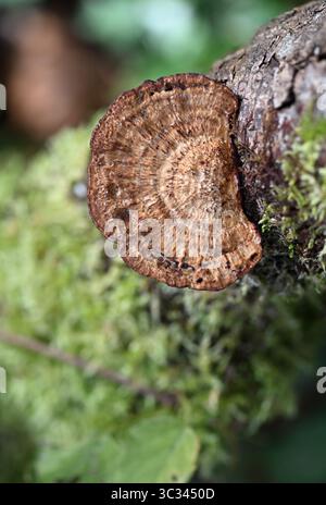 A closeup shot of the Turkey tail mushroom growing in the forest Stock ...