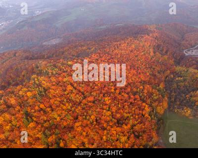 An aerial view of the mesmerizing yellow autumn forest on the hillside ...