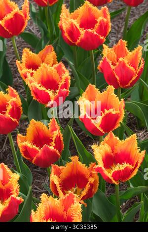Fringed Tulip Fabio Stock Photo - Alamy