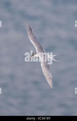 Common Tern in flight on the Shetlands Scotland Stock Photo - Alamy