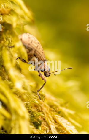 A beetle, weevil climbing on a leaf of a deciduous tree Stock Photo - Alamy