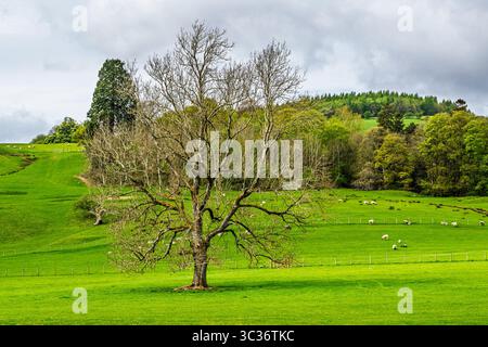 Farms over Ullswater Lake, Lake District National Park, Cumbria ...