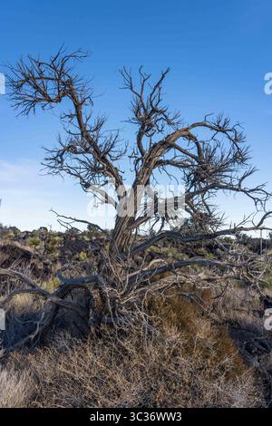 One-seed Juniper (Juniperus monosperma) Plantae Stock Photo - Alamy