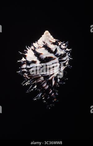 Radix Murex or Root Murex, Hexaplex radix, is a predatory sea snail ...