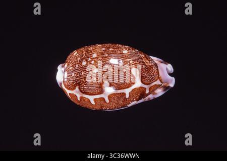 Map Cowry, Leporicypraea mappa, a sea snail found in teh Red Sea, East ...