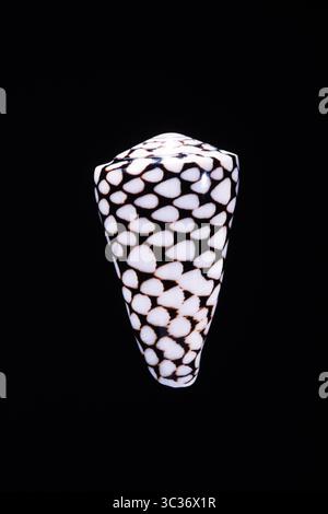 Marbled Cone, Conus marmoreus, is a venomous sea snail found in the ...