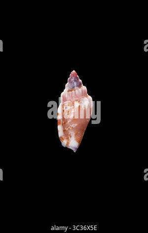 True Conchs (Strombidae Stock Photo - Alamy