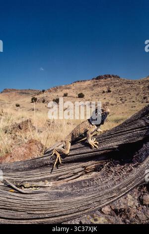 Great basin collared Lizard male Joshua's Tree NP California Stock ...