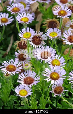 Purple Erigeron glaucus, glaucous leaved fleabane ‘Western Hills’ in ...