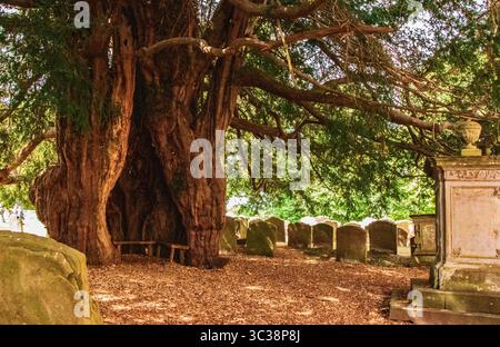 The famous 1500 year old Yew tree in the churchyard of St Bartholomews ...