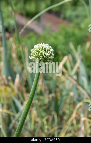 Plantation of the blooming plant Allium in the garden Stock Photo - Alamy