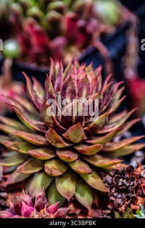Close-up thick red Colorado potato beetle larva eating green parts of ...