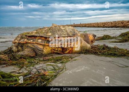 A large sea turtle resting on a sandy beach with detailed textures on ...