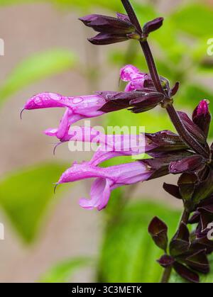 Rain dappled pink summer flowers in the spike of the half hardy shrubby ...