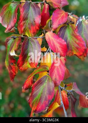 vibrant mix of autumn leaves in shades of yellow orange and red ...