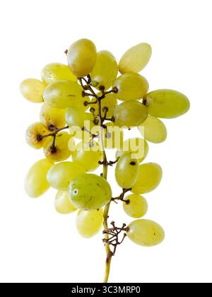 A ripe white, Vitis vinifera grape, vertical Stock Photo - Alamy