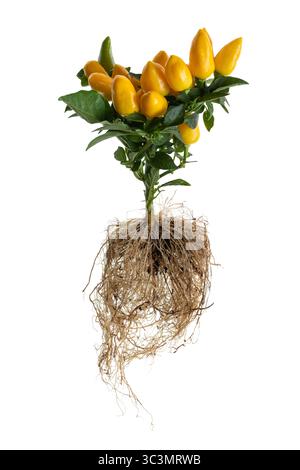 Ornamental yellow pepper (Capsicum annuum) 'Sombrero' Stock Photo - Alamy