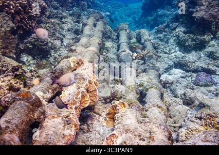 TransPacific undersea communication cables on the ocean floor off the ...