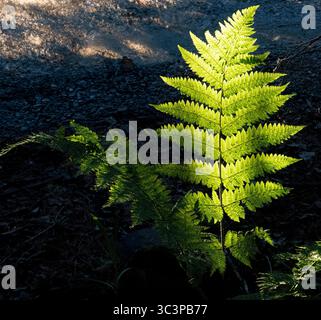 Intermediate Wood Fern (Dryopteris intermedia) leaf showing sori Stock ...