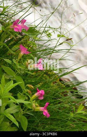 Lewis monkeyflower (Erythranthe lewisii) at Umbrella Falls, Mt Hood ...