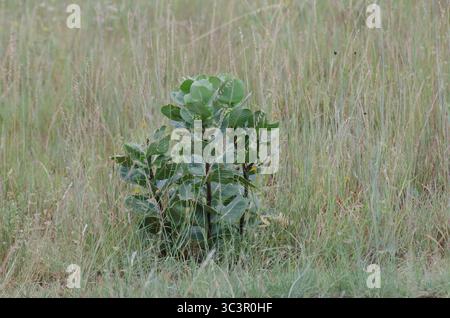 broadleaf milkweed (Asclepias latifolia Stock Photo - Alamy