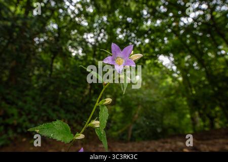 Campanula pyramidalis, the chimney bellflower, is a species of ...