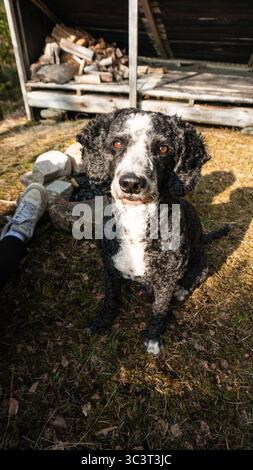 Cute fluffy black Spanish Water Dog running on snowy ground on sunny ...