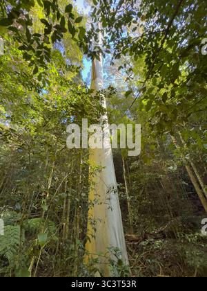 A low angle of a rising tree trunk with branches and golden autumn ...