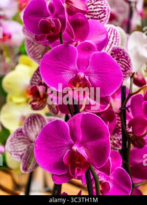 A beautiful floral design background for wallpapers Stock Photo - Alamy